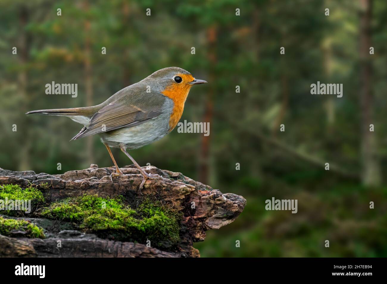 Robin wood hi-res stock photography and images - Alamy
