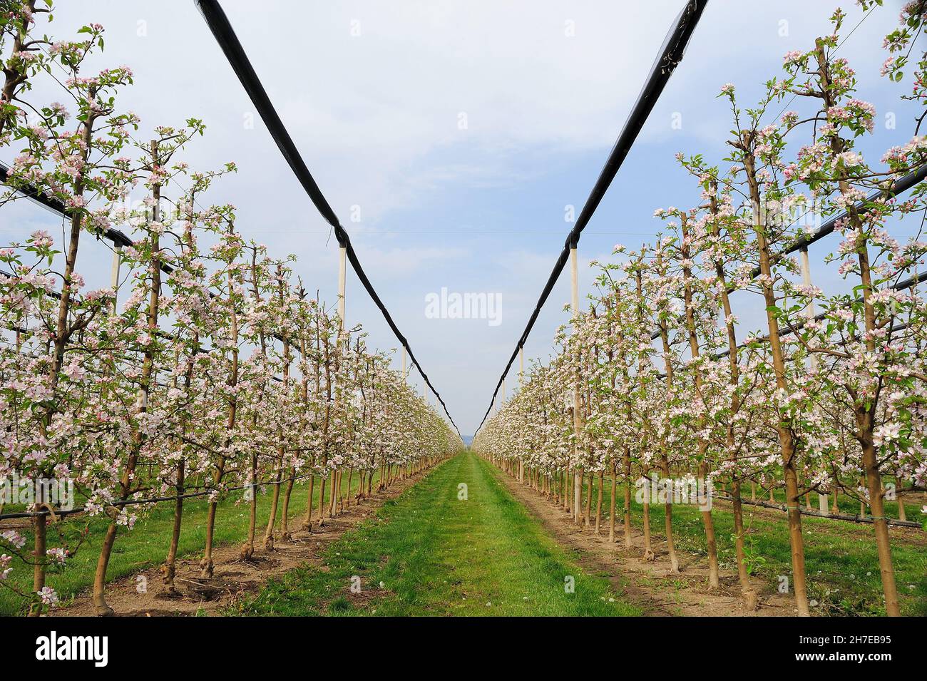 Beautiful flowering apple orchard with nets against hail in spring ...