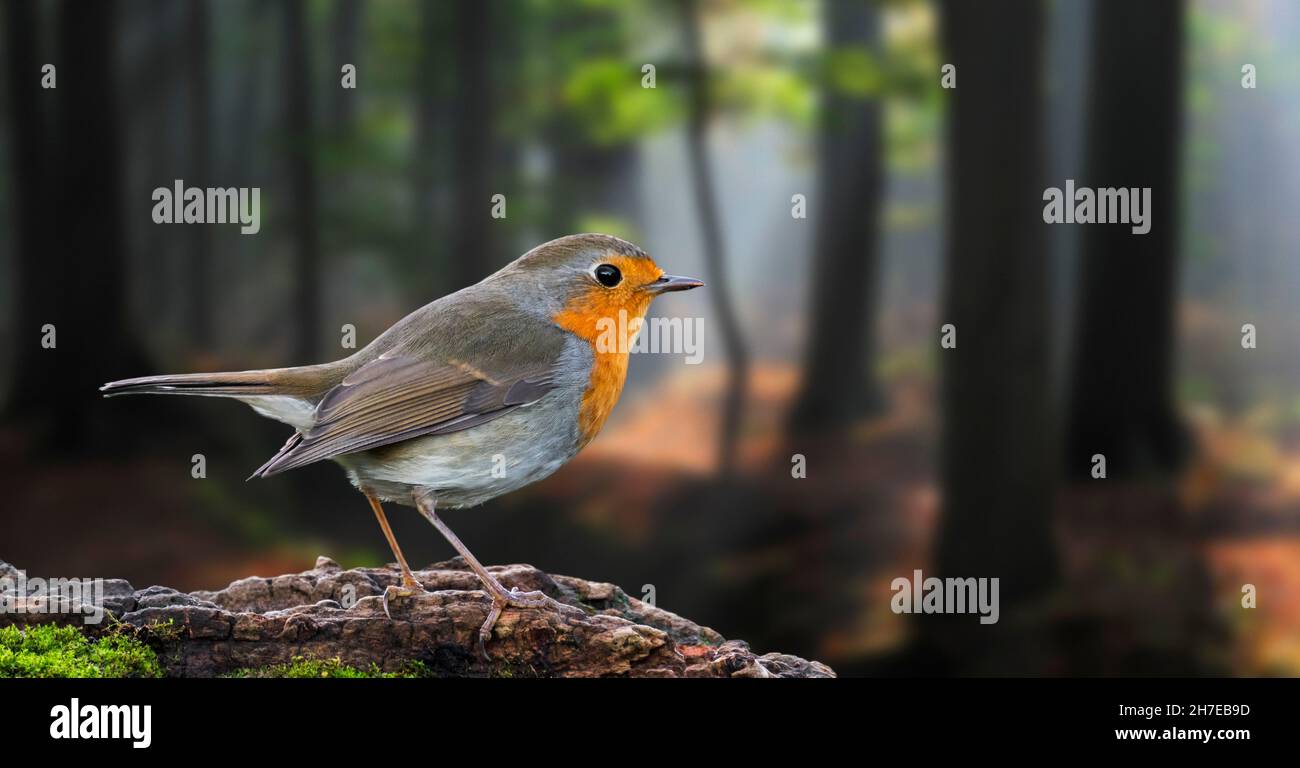 Robin wood hi-res stock photography and images - Alamy