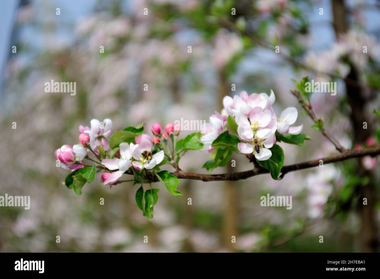 Apple tree blossoms bees hi-res stock photography and images - Alamy