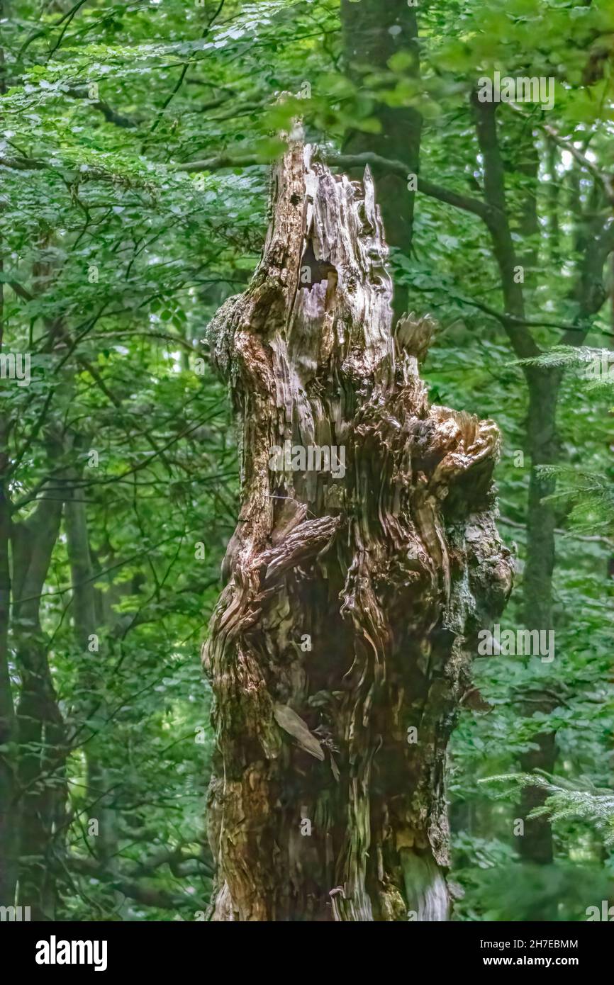Closeup of dry tree bark in a forest Stock Photo - Alamy