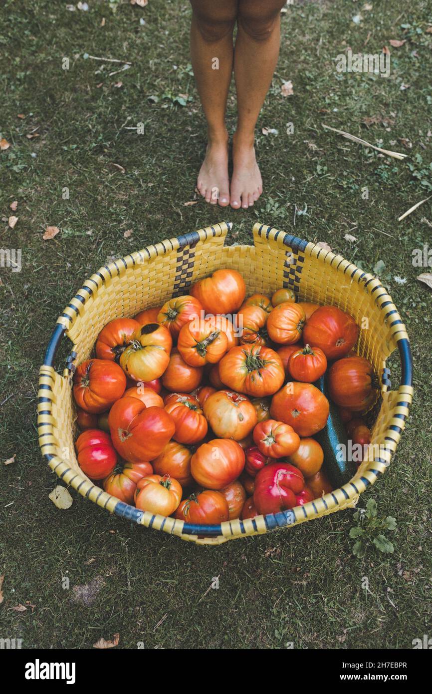 Vertical shot of a female's feet near a basket of harvested tomatoes ...