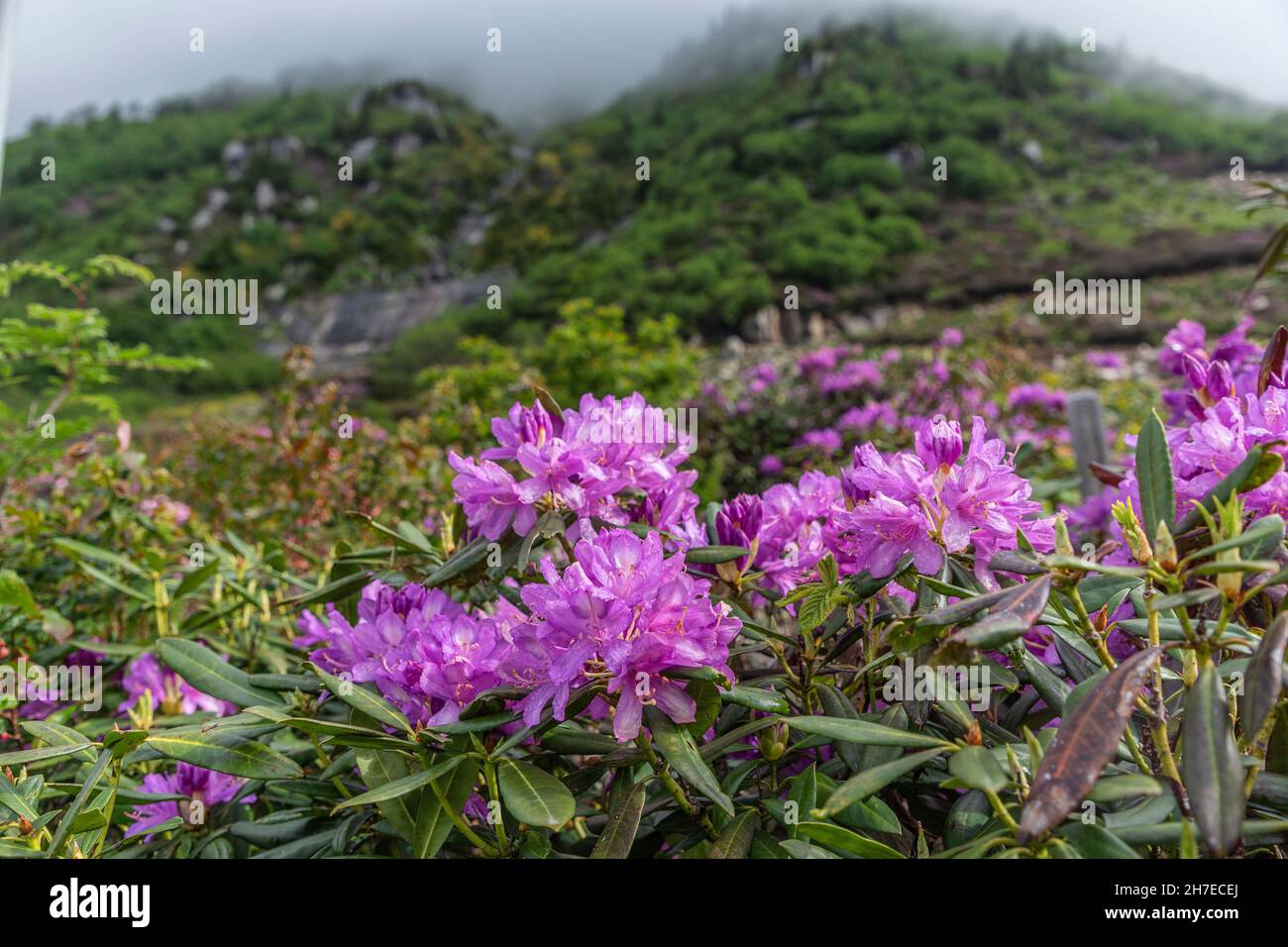 Spring in Tunca Valley Nature Park, Rize, Turkey Stock Photo - Alamy