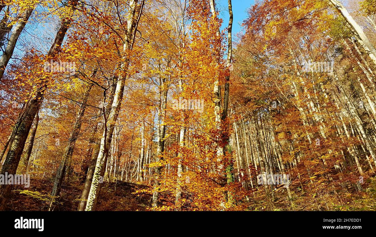 Beauty colorful colourful fall hi-res stock photography and images - Alamy