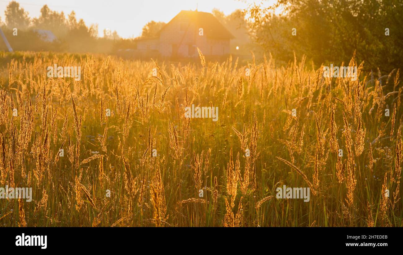 Rural grass scene backlit from sunset Stock Photo - Alamy