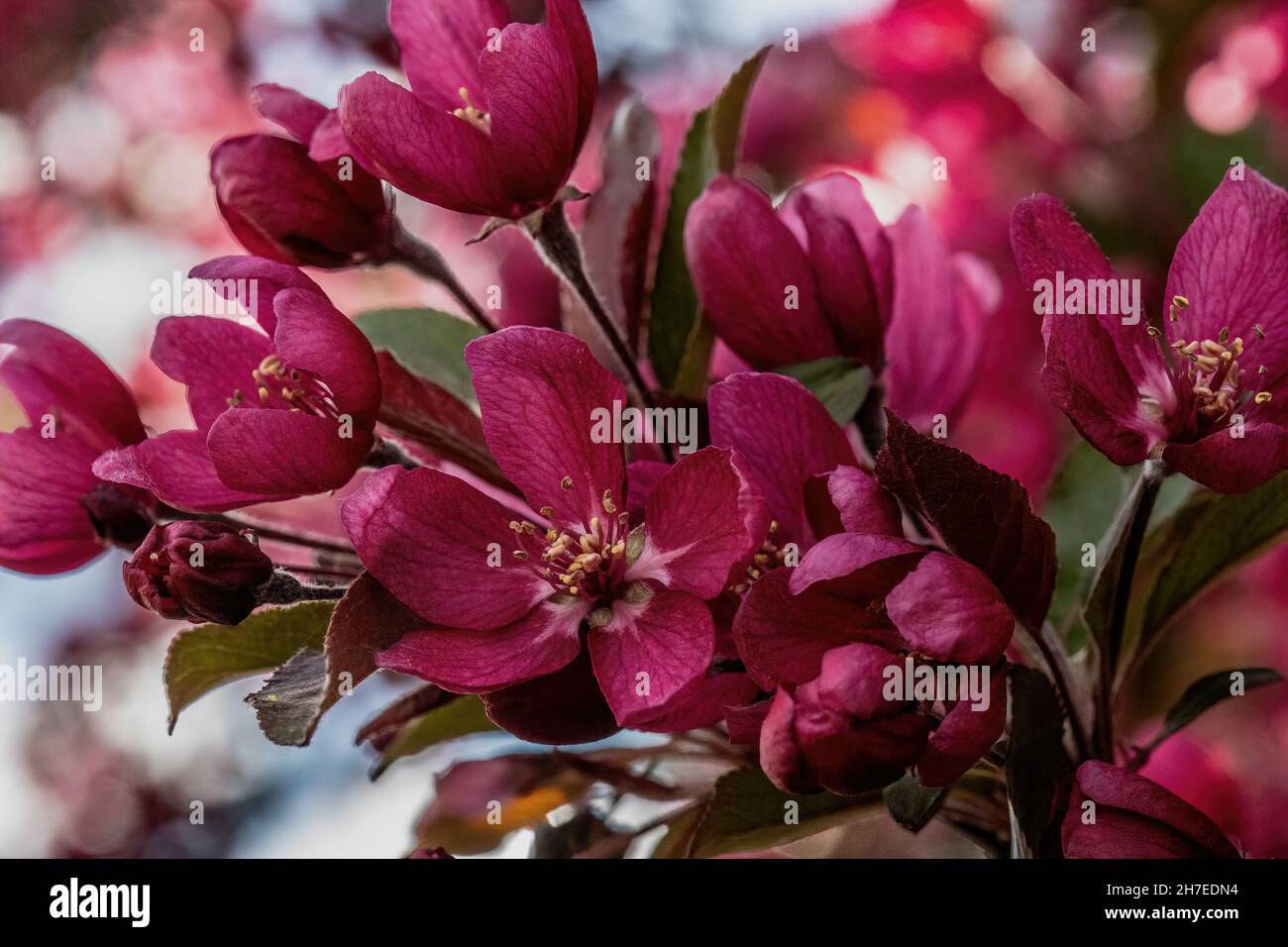 Red crabapple hi-res stock photography and images - Alamy