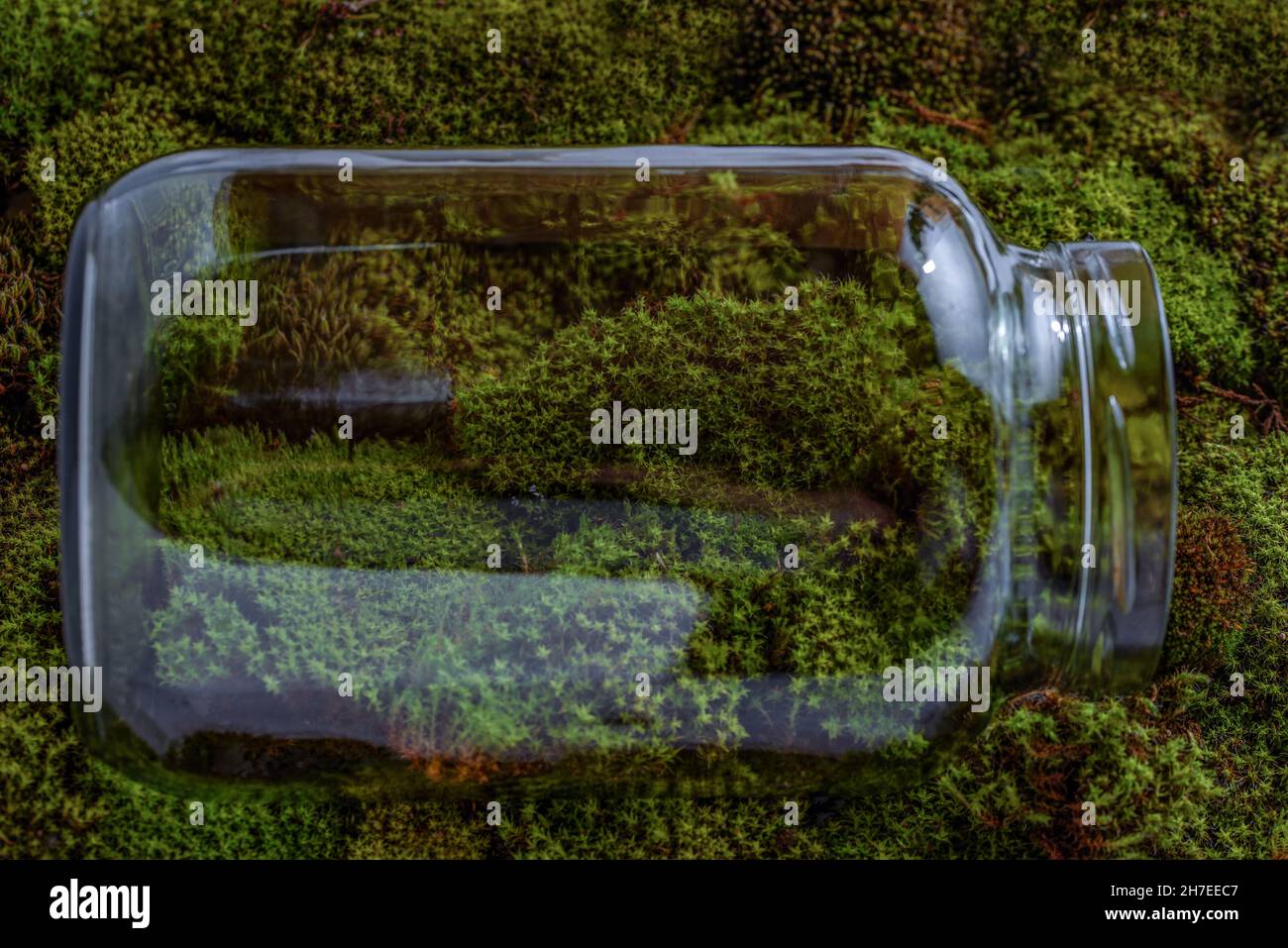 Moss in bucket hi-res stock photography and images - Alamy