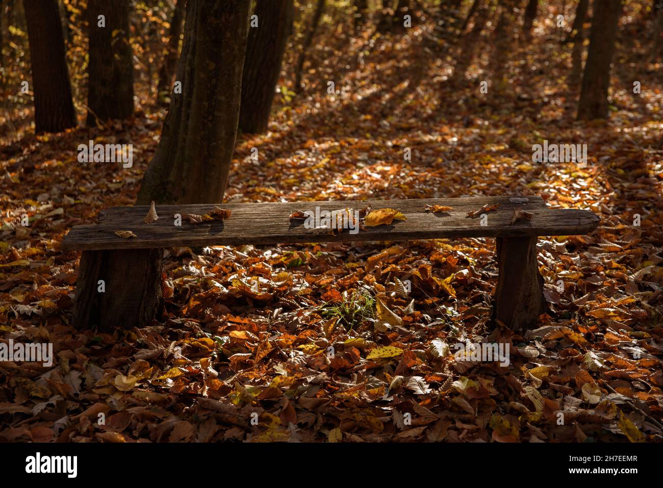 An old bench in the woods. Autumn scene in the woods Stock Photo - Alamy