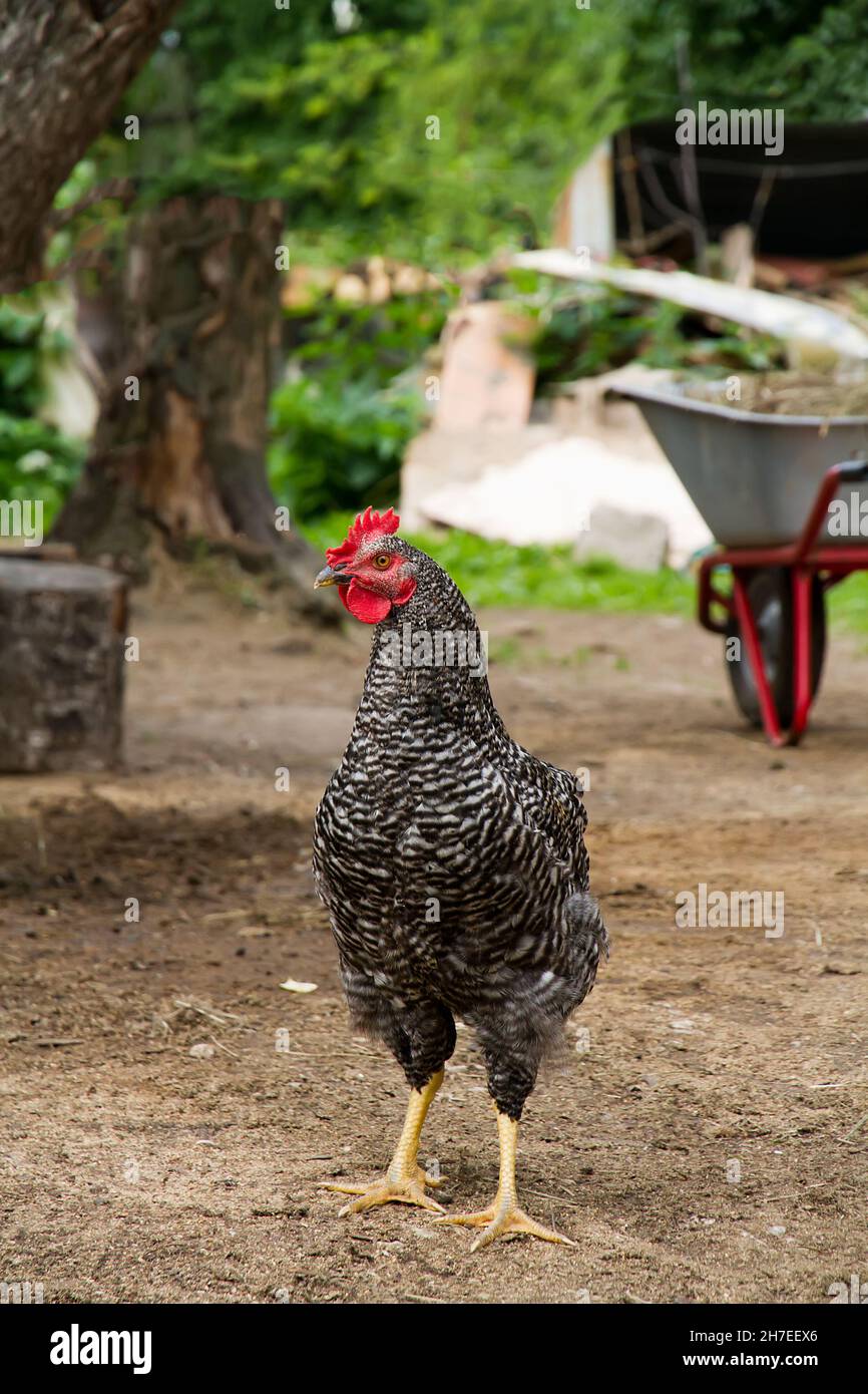 Poultry keeping. Chicken on the territory of a poultry farm Stock Photo ...