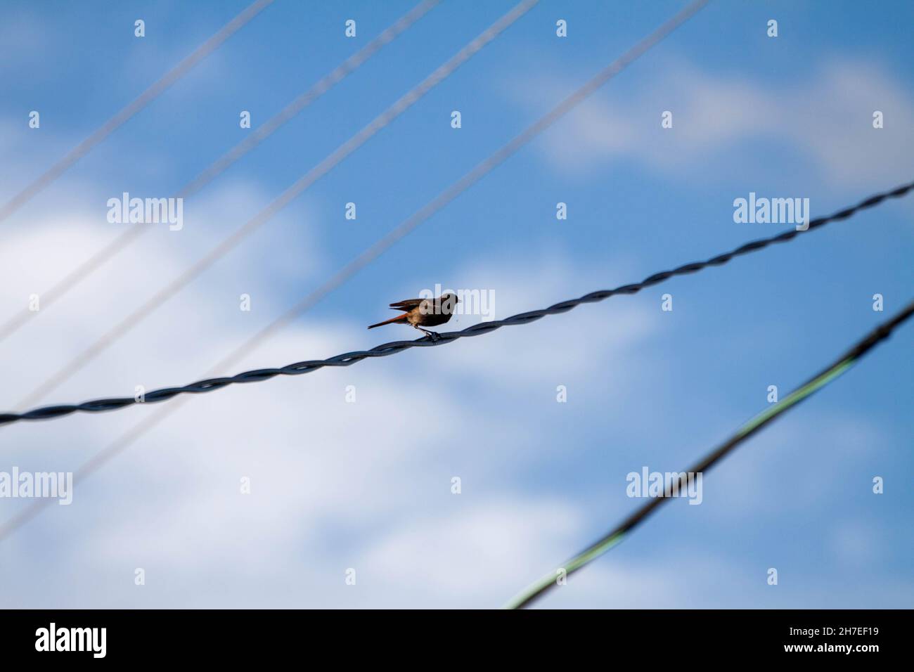 Beautiful blue sky with clouds and a bird sitting on an electric line ...