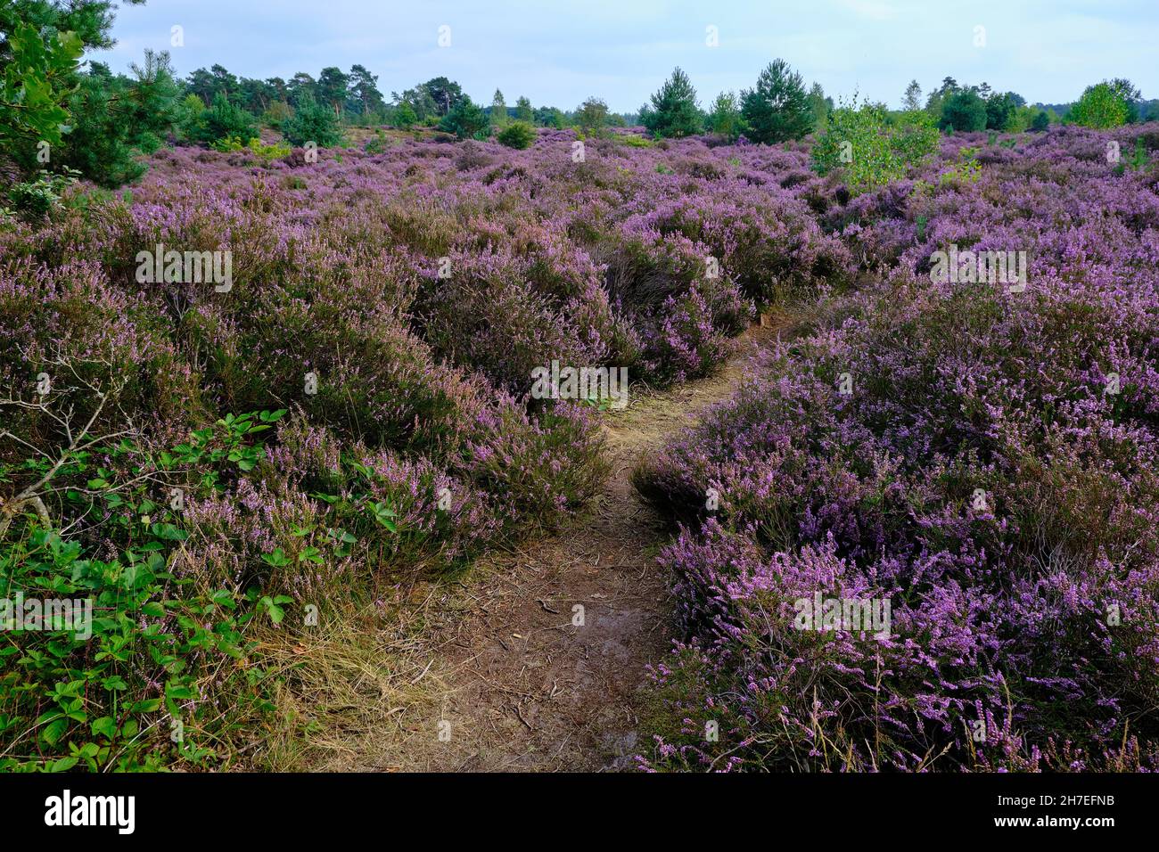 Purple Pink Heather with walking path. Heathland and forest area called ...