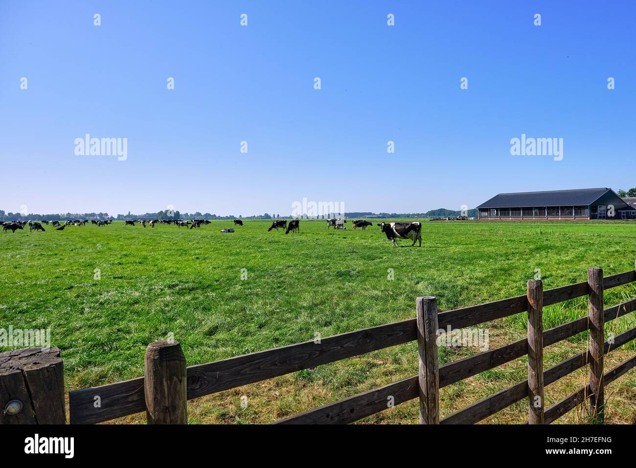 The Netherlands,Sep 8,2021-Cows in pasture with farm in the background ...