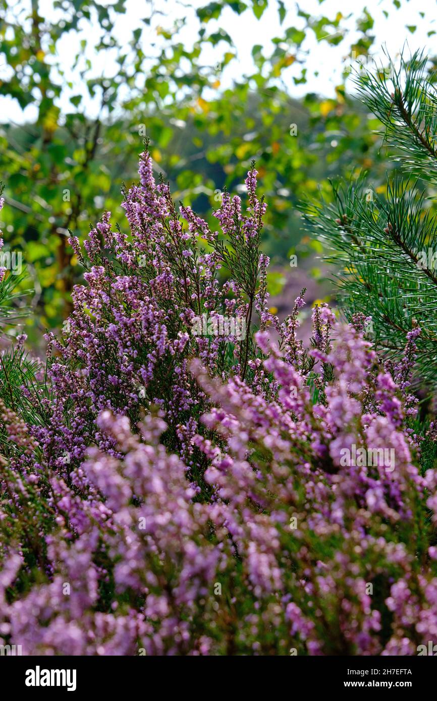 Purple Pink Heather with selective field of focus. Heathland and forest ...
