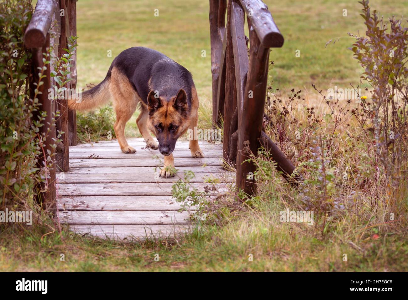 Adorable German shepherd standing on the small bridge, summer outdoors ...