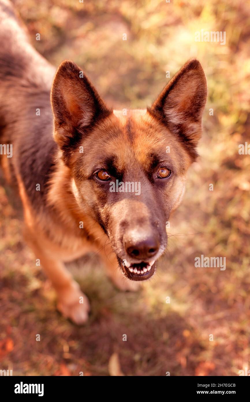 German shepherd close up hi-res stock photography and images - Alamy