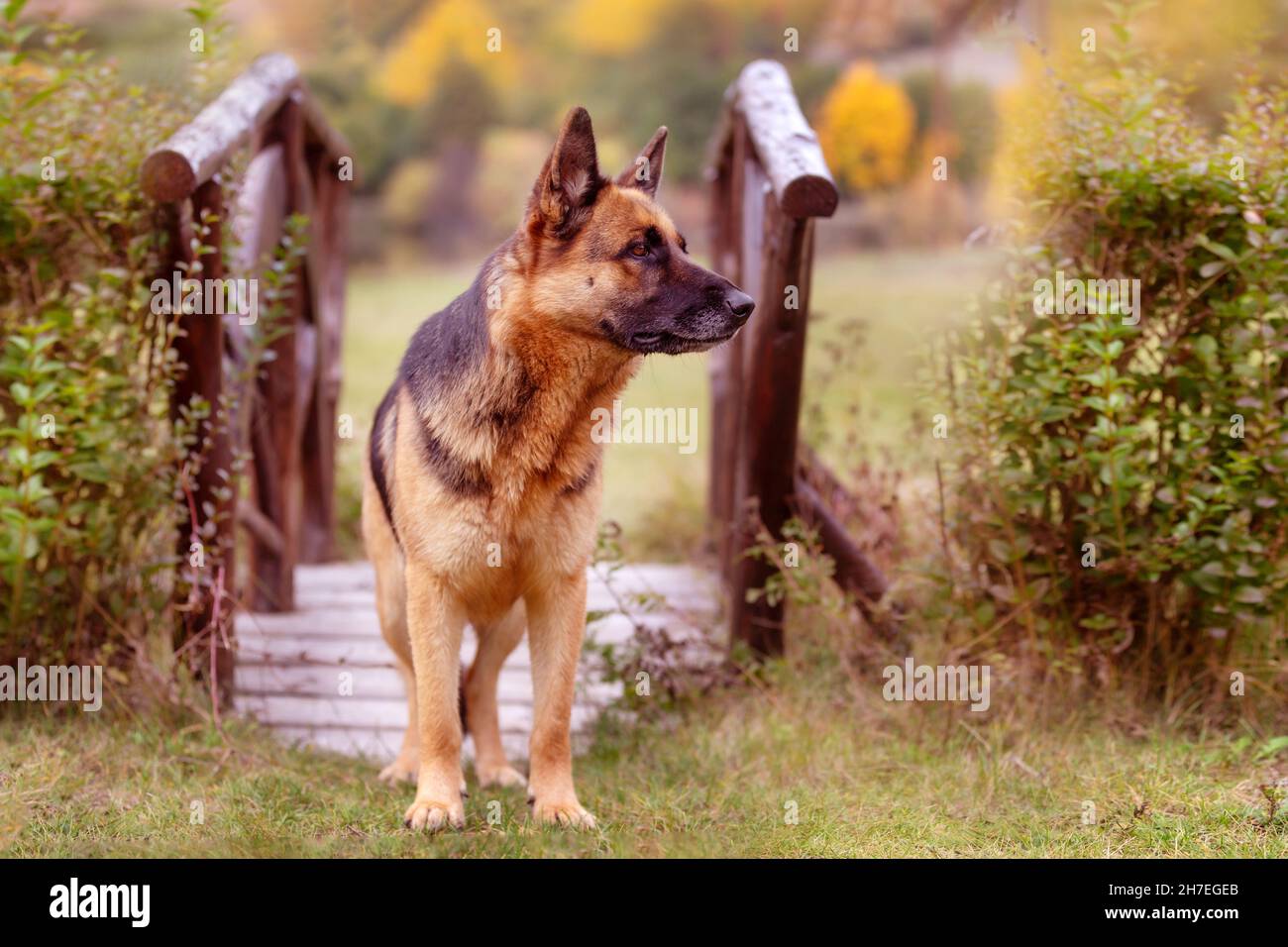 Adorable German shepherd standing on the small bridge, summer outdoors ...