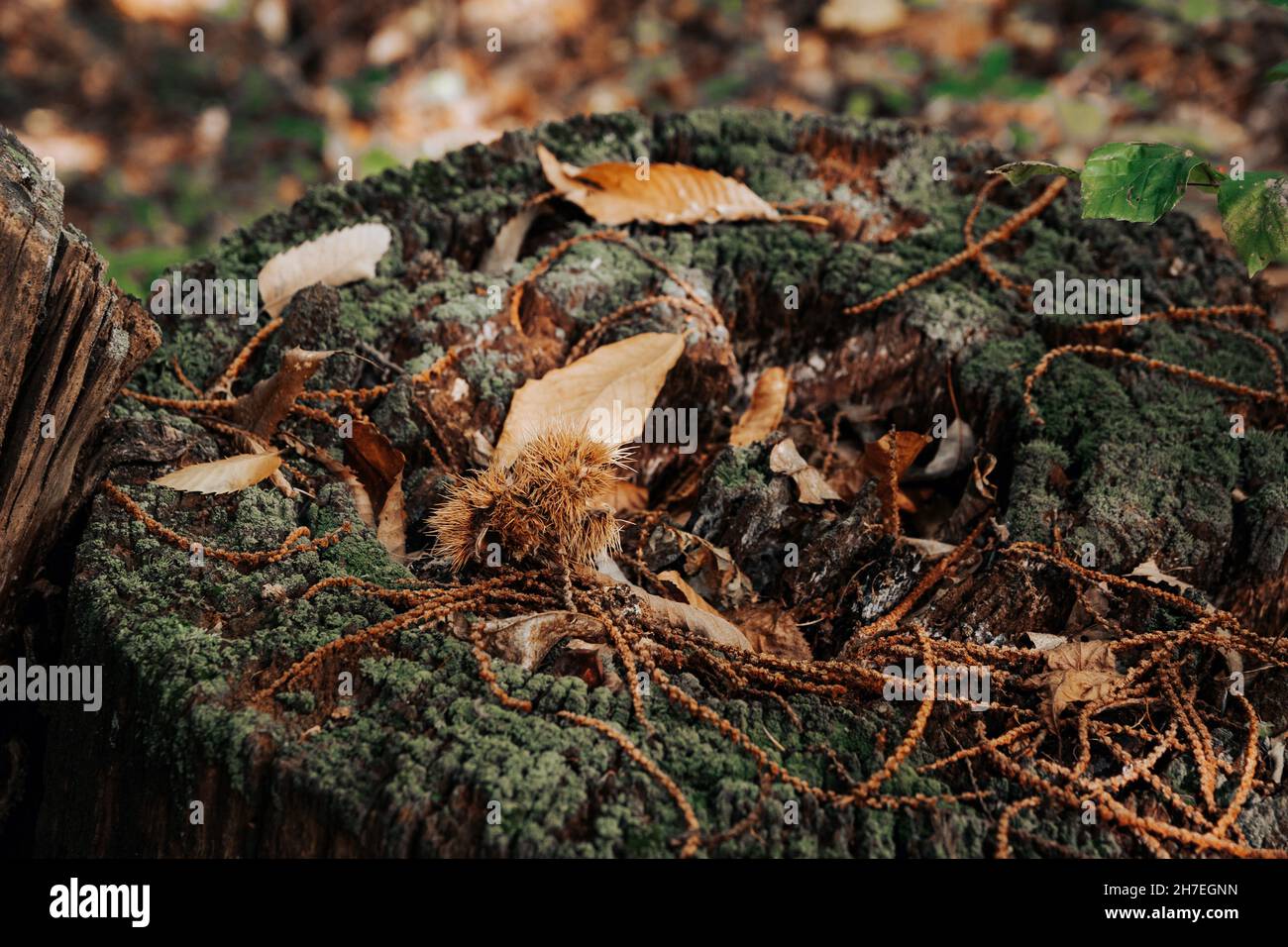 Tree stump with moss and chestnut husk Stock Photo - Alamy