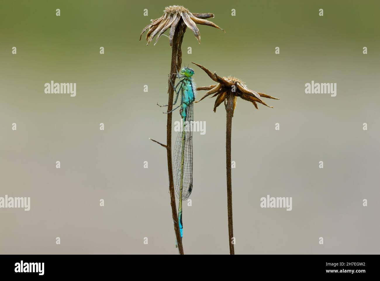 Blue tailed damselfly sitting on dry grass. Side view, closeup. Blurred ...