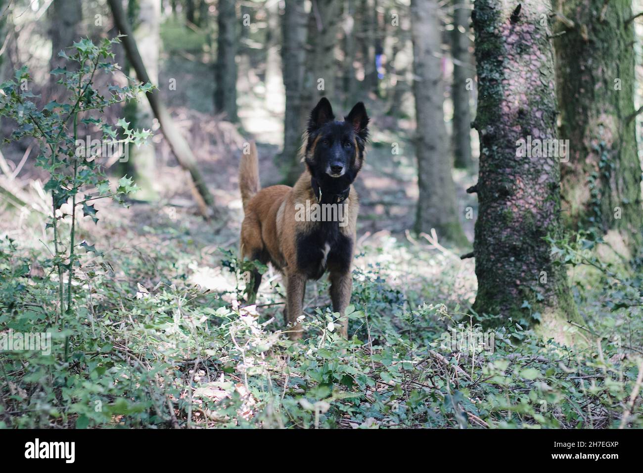 Beautiful shepherd dog in the woods Stock Photo - Alamy