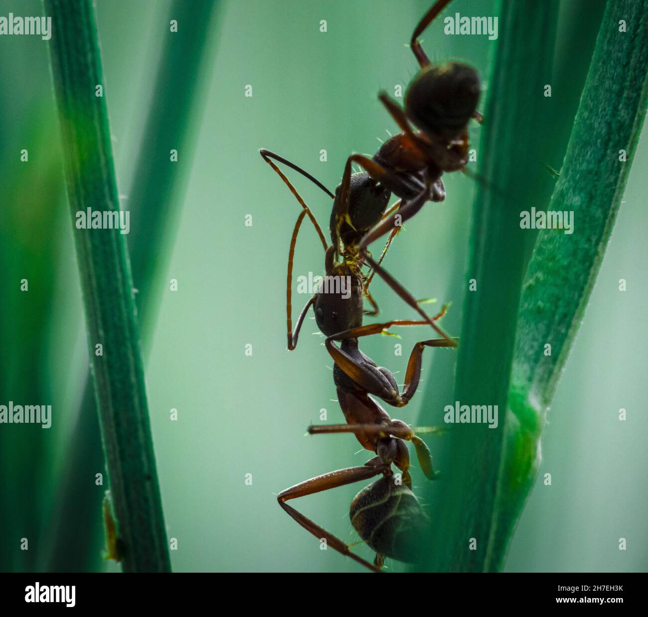 Ants legs hi-res stock photography and images - Alamy