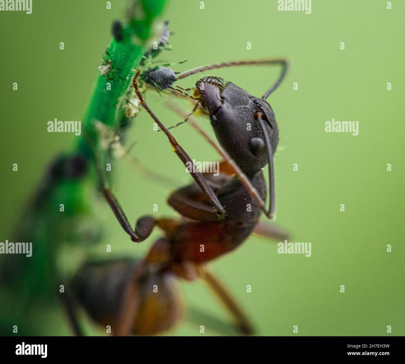 Macro shot of an ant eating bugs sitting on a green stem Stock Photo ...