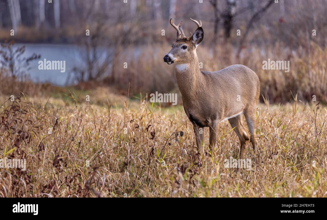 White-tailed buck in northern Wisconsin Stock Photo - Alamy