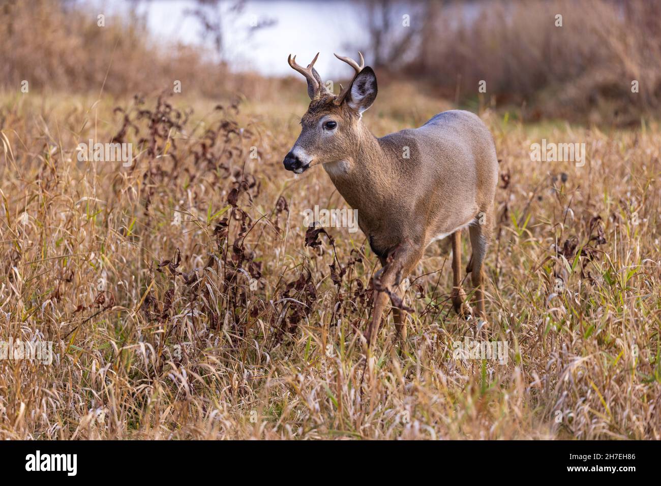 White-tailed buck in northern Wisconsin Stock Photo - Alamy