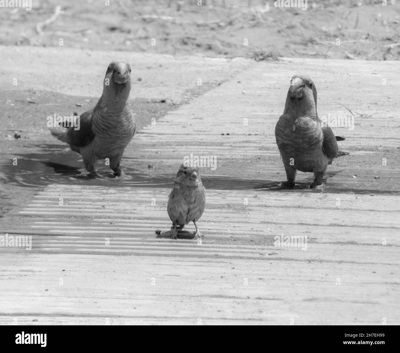 Grayscale of parrots standing outside Stock Photo - Alamy