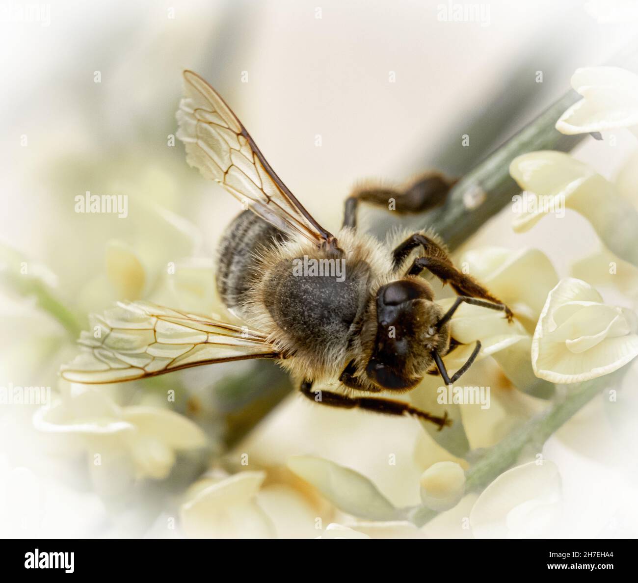 Macro shot of a bee collecting nectar from a flower Stock Photo - Alamy
