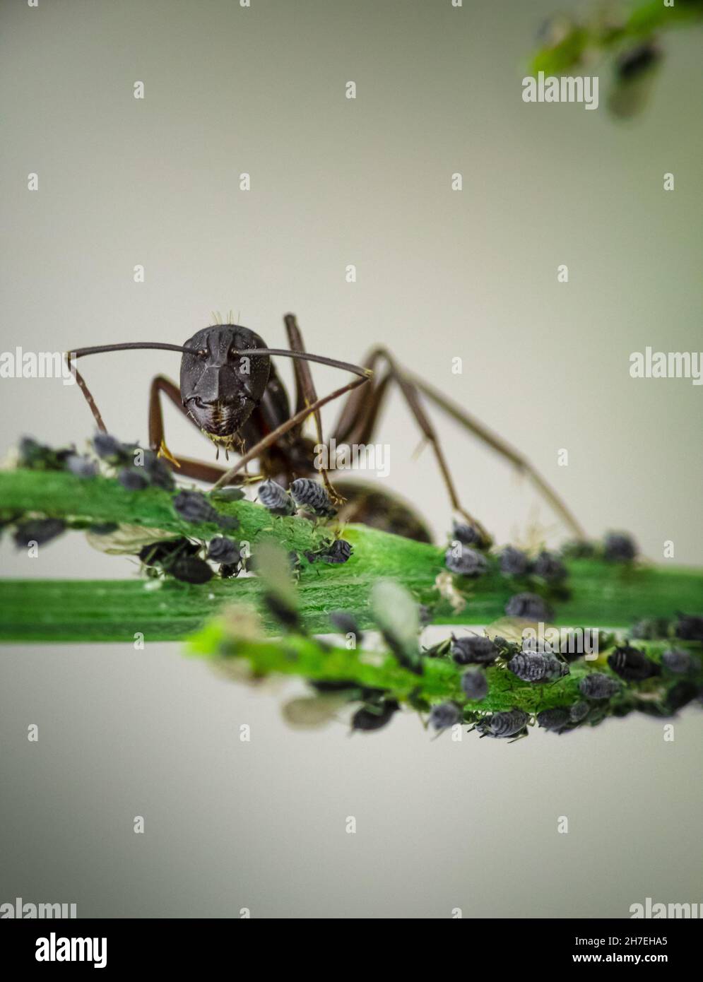 Macro shot of an ant eating bugs sitting on a green stem Stock Photo ...