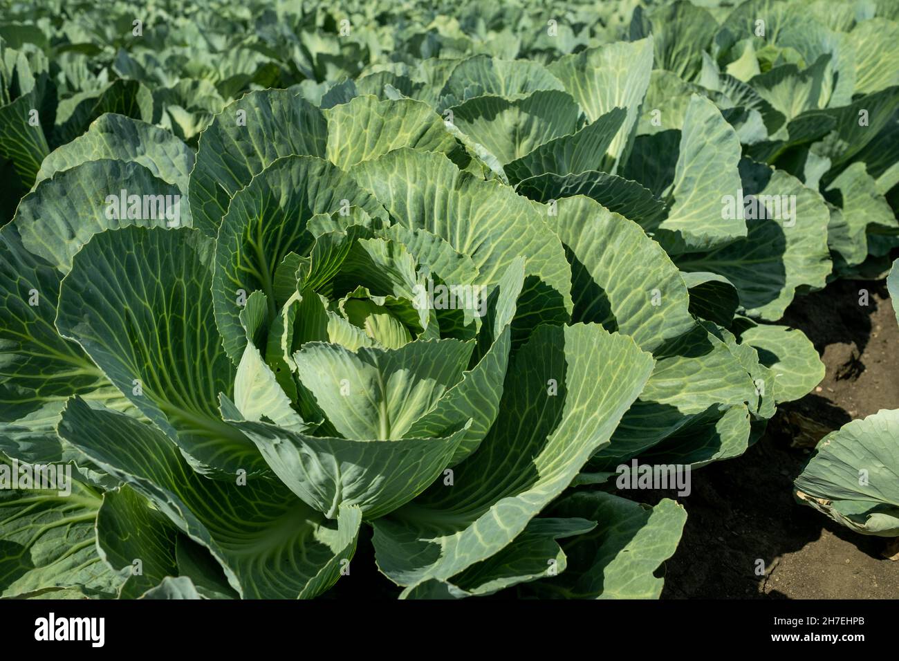 Close-up of big cabbage head growing on plantation, agriculture concept ...