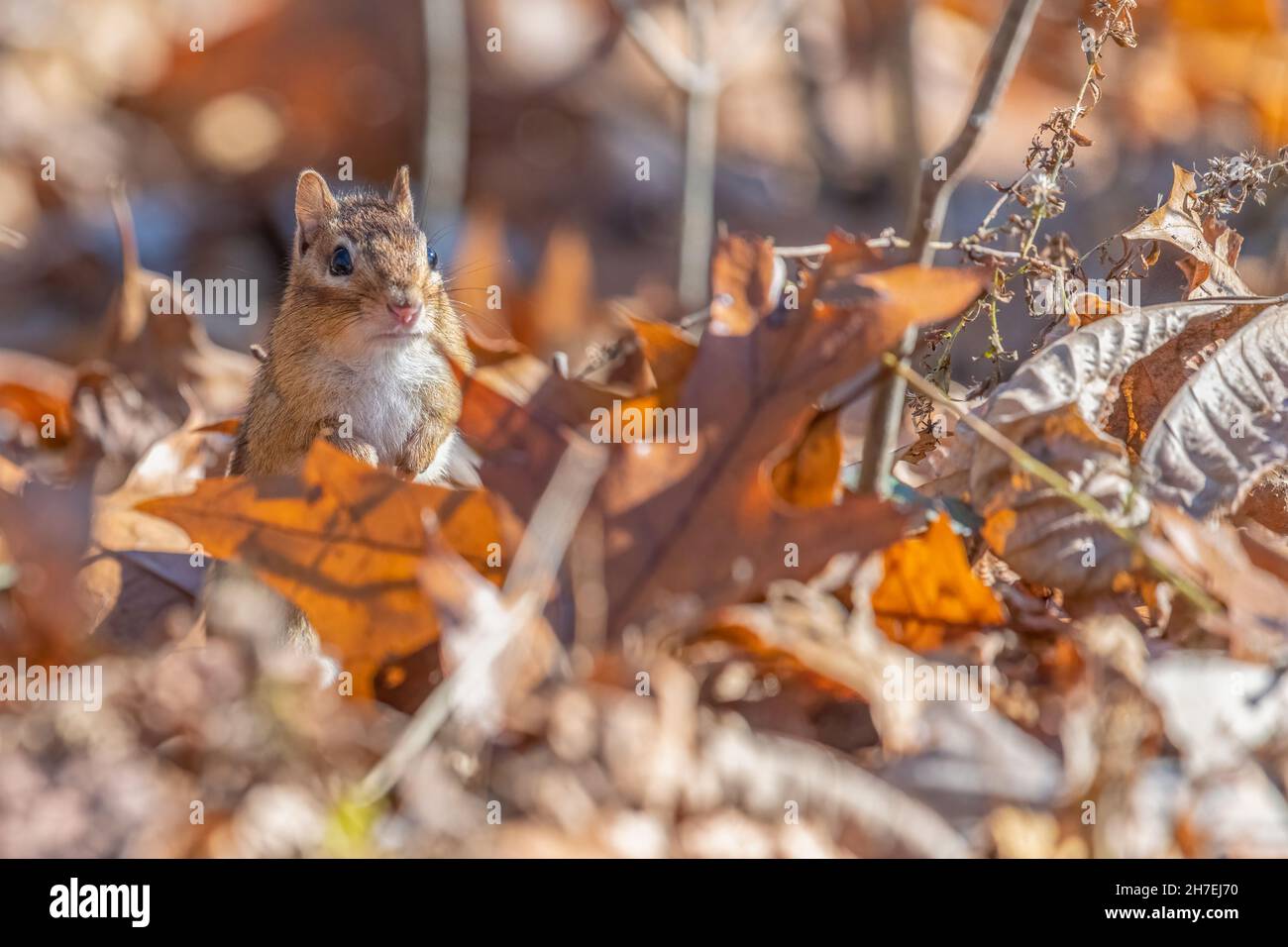 Front view of a Eastern Chipmunk (Tamias striatus) standing on dried ...