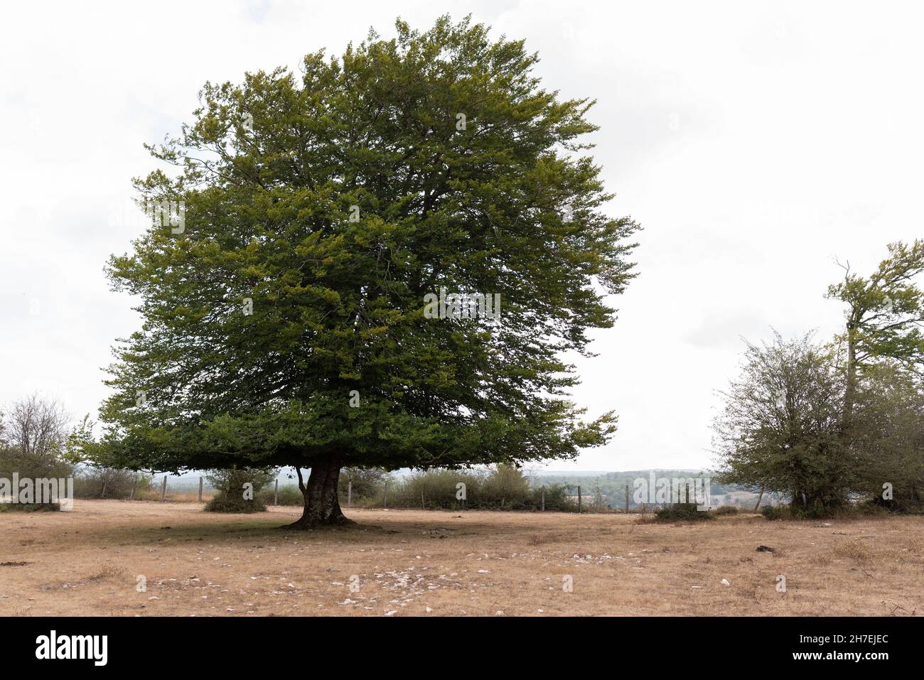 Lonely tree growing on rock hi-res stock photography and images - Alamy