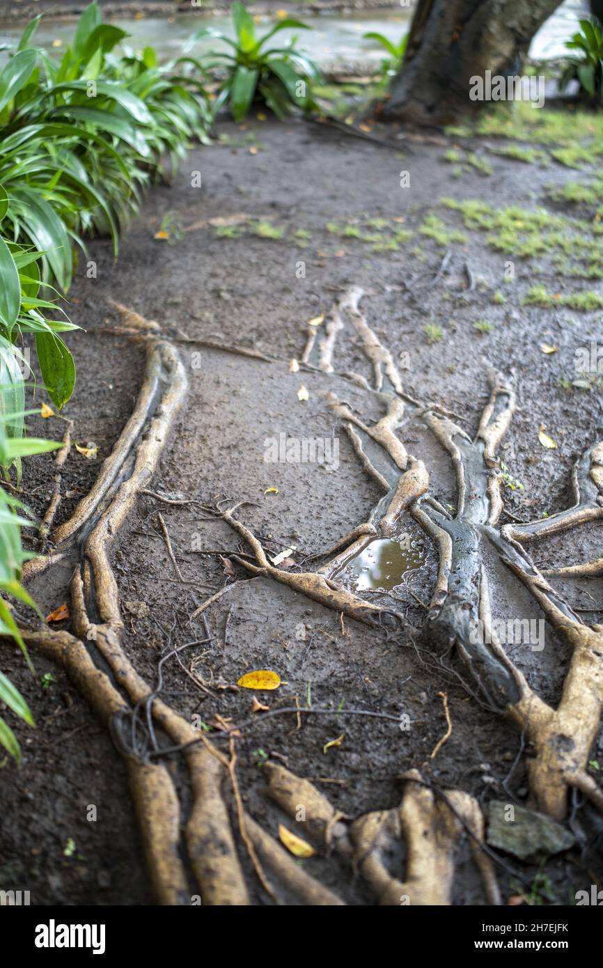 Vertical shot of tree roots on the muddy ground in a park Stock Photo ...