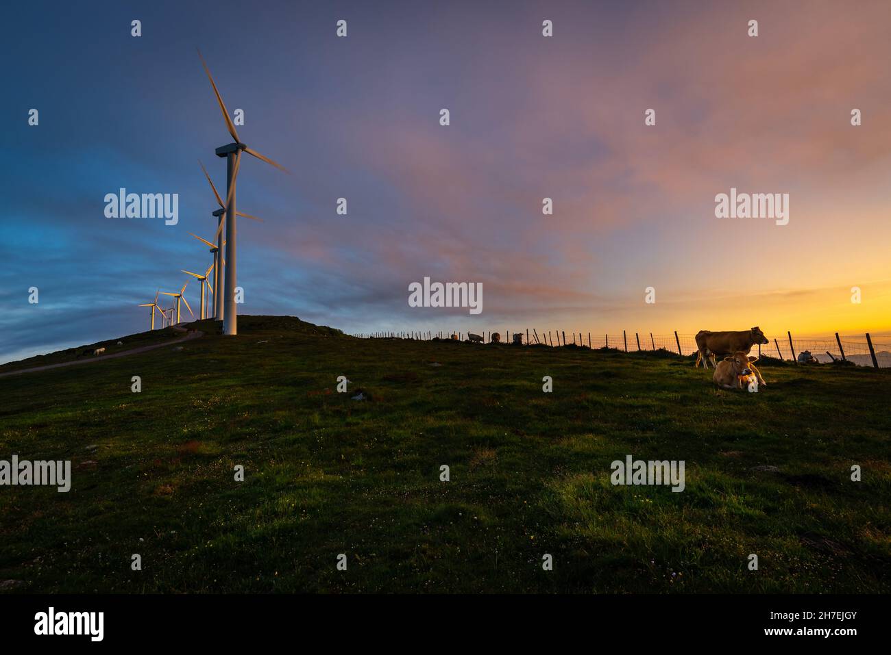 Wind energy farm cows hi-res stock photography and images - Alamy