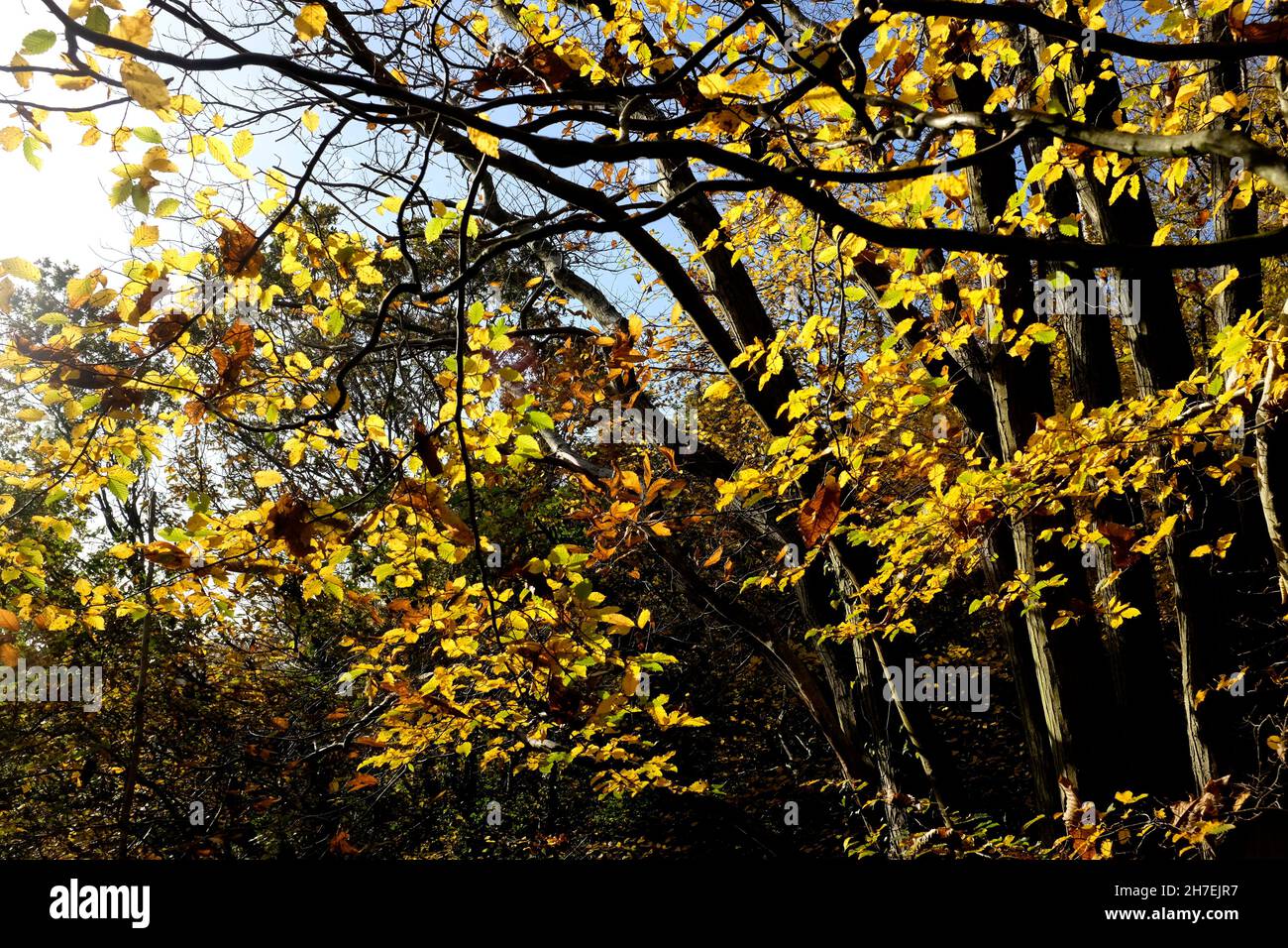 yellow beech trees leaves on display in hoades wood,sturry,canterbury ...