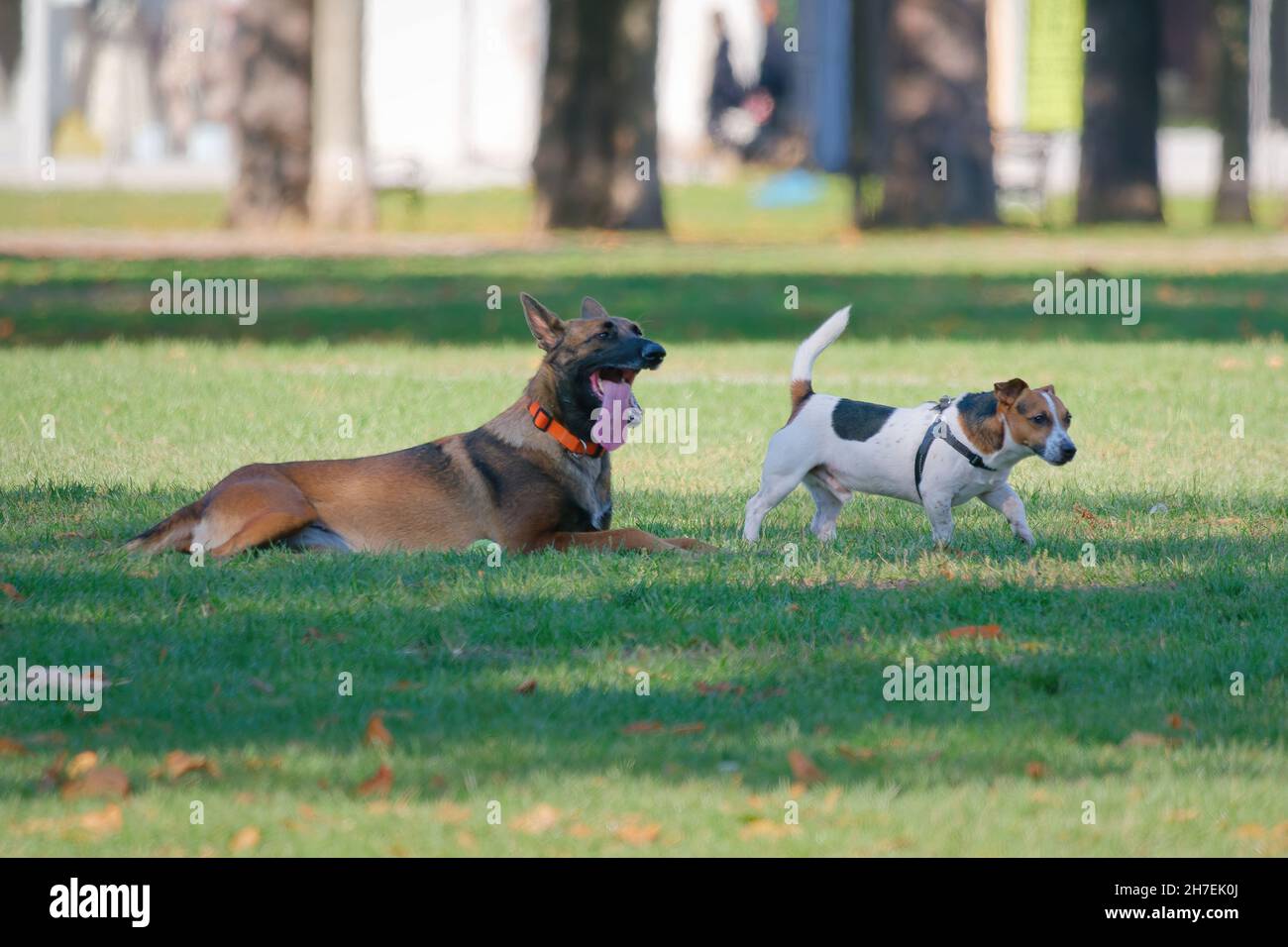 Dogs playing in the park at daylight Stock Photo - Alamy