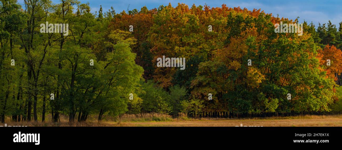 Color autumn leaf evening forest in central Bohemia Stock Photo - Alamy