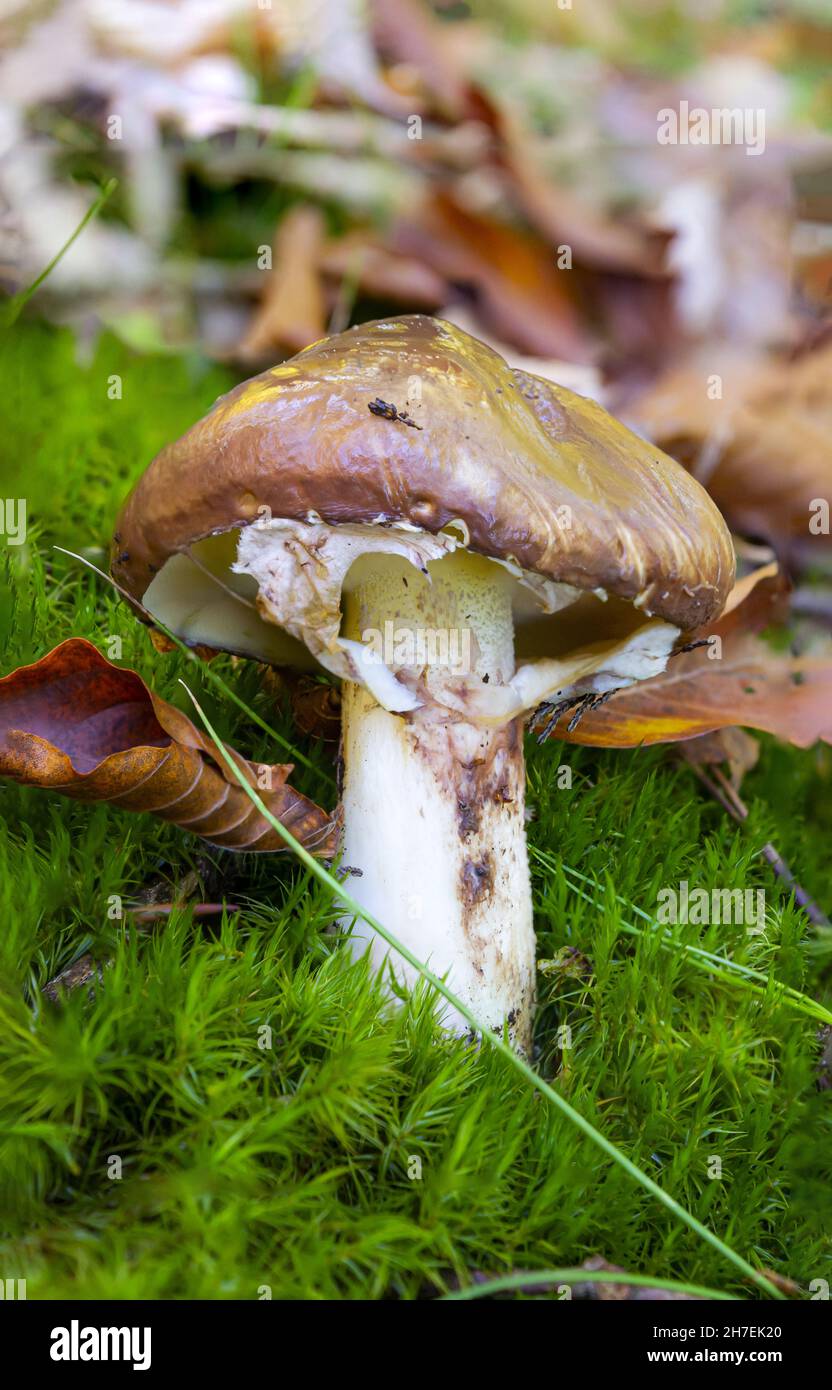 Slippery jack suillus luteus in hi-res stock photography and images - Alamy