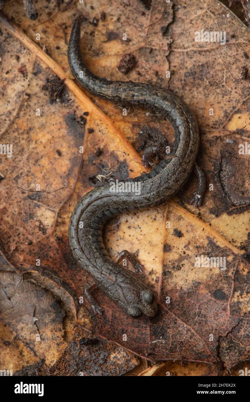 Lungless salamanders hi-res stock photography and images - Alamy