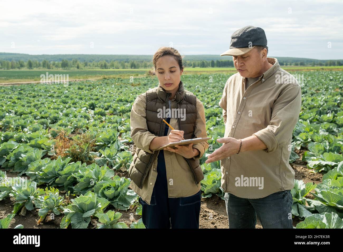 Asian owner of plantation discussing plan of maintaining cabbage crop ...