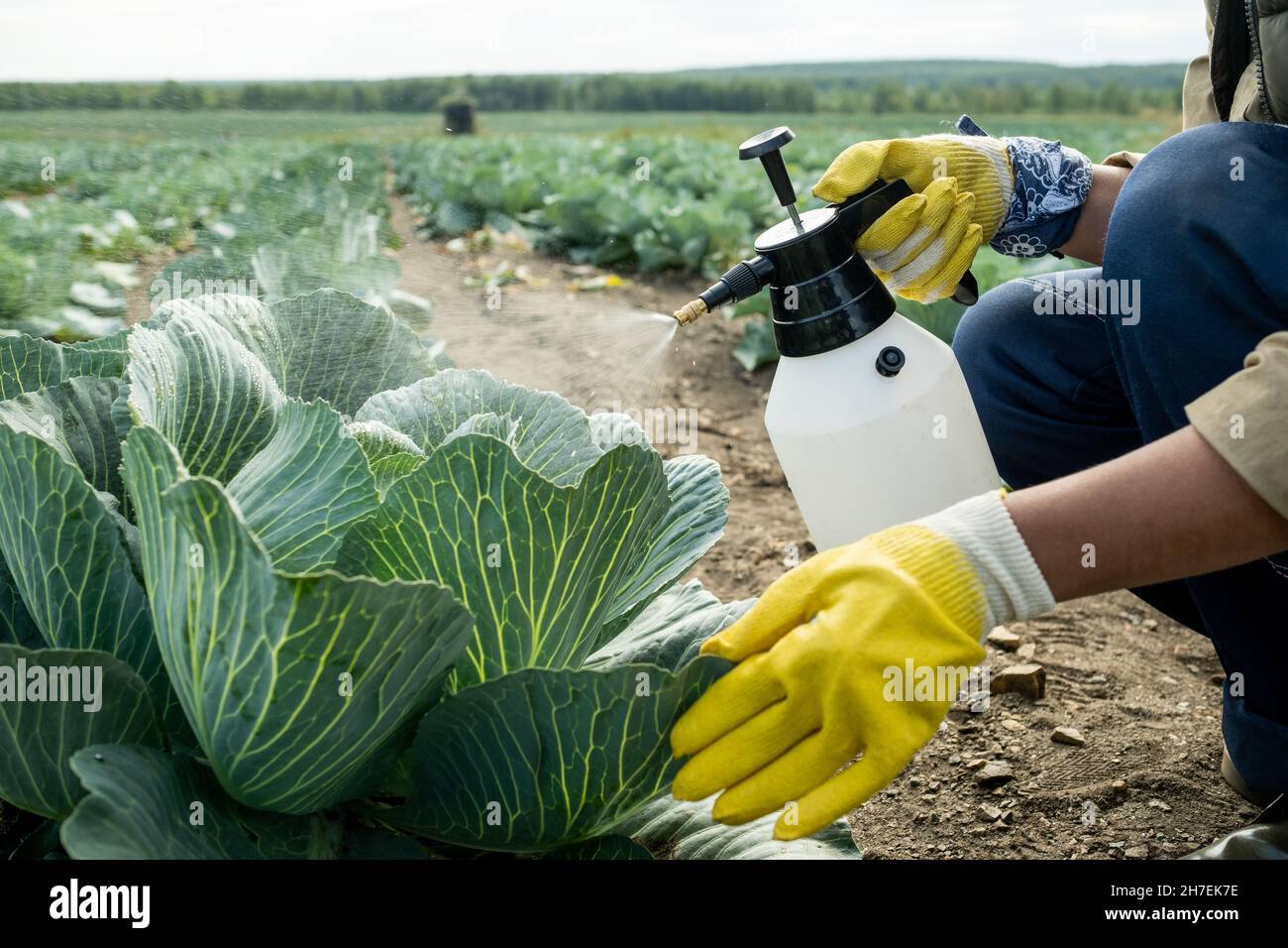Close-up of unrecognizable grower in rubber gloves spraying cabbage ...