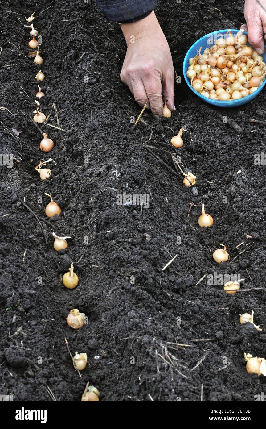 gardener's hand planting onion seeds in the vegetable garden, vertical ...