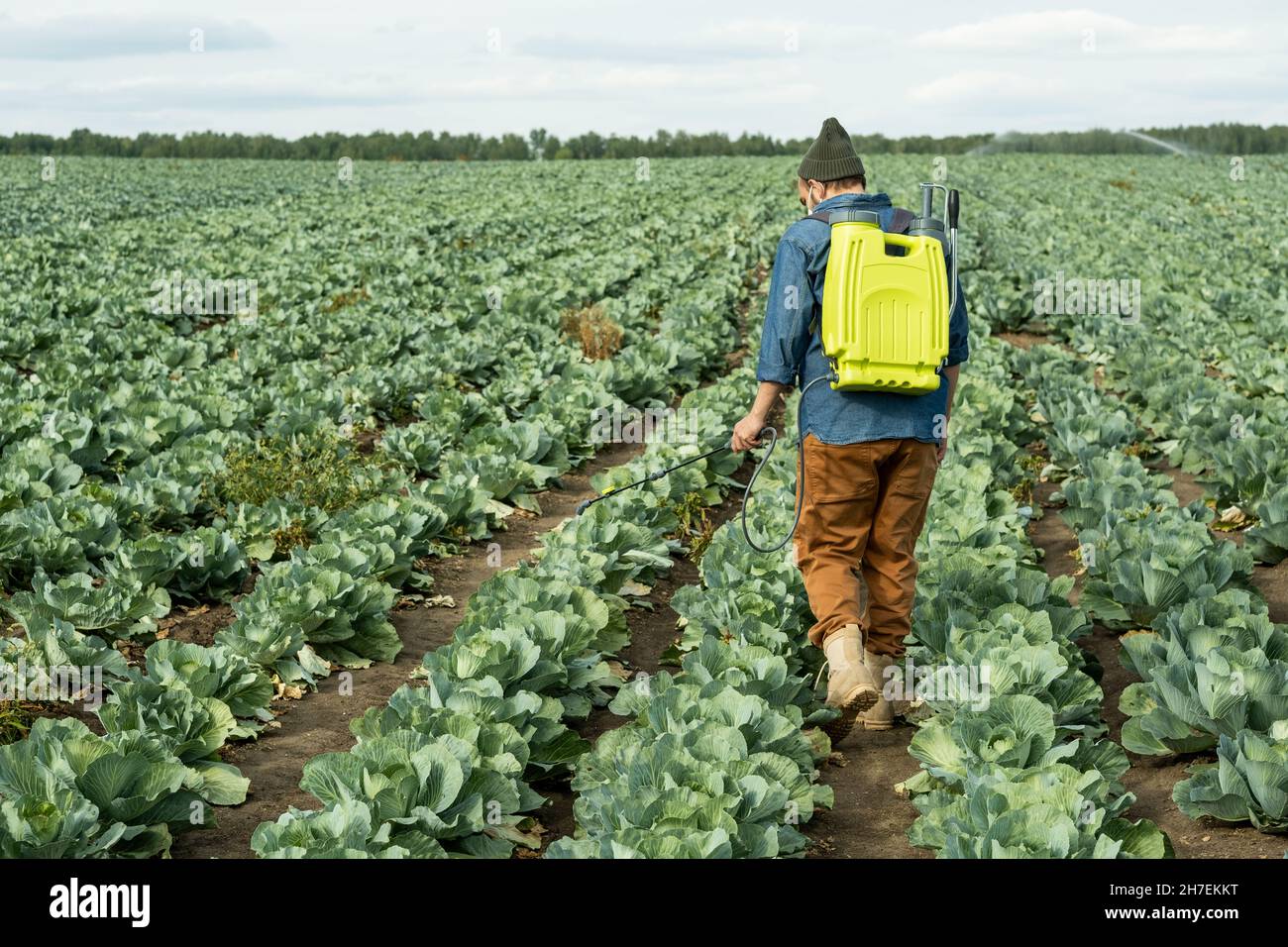 Rear view of agriculture worker with sprayer backpack spraying ...