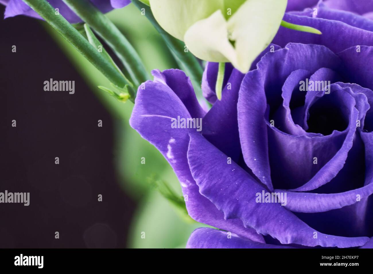 Eustoma russellianum hi-res stock photography and images - Alamy