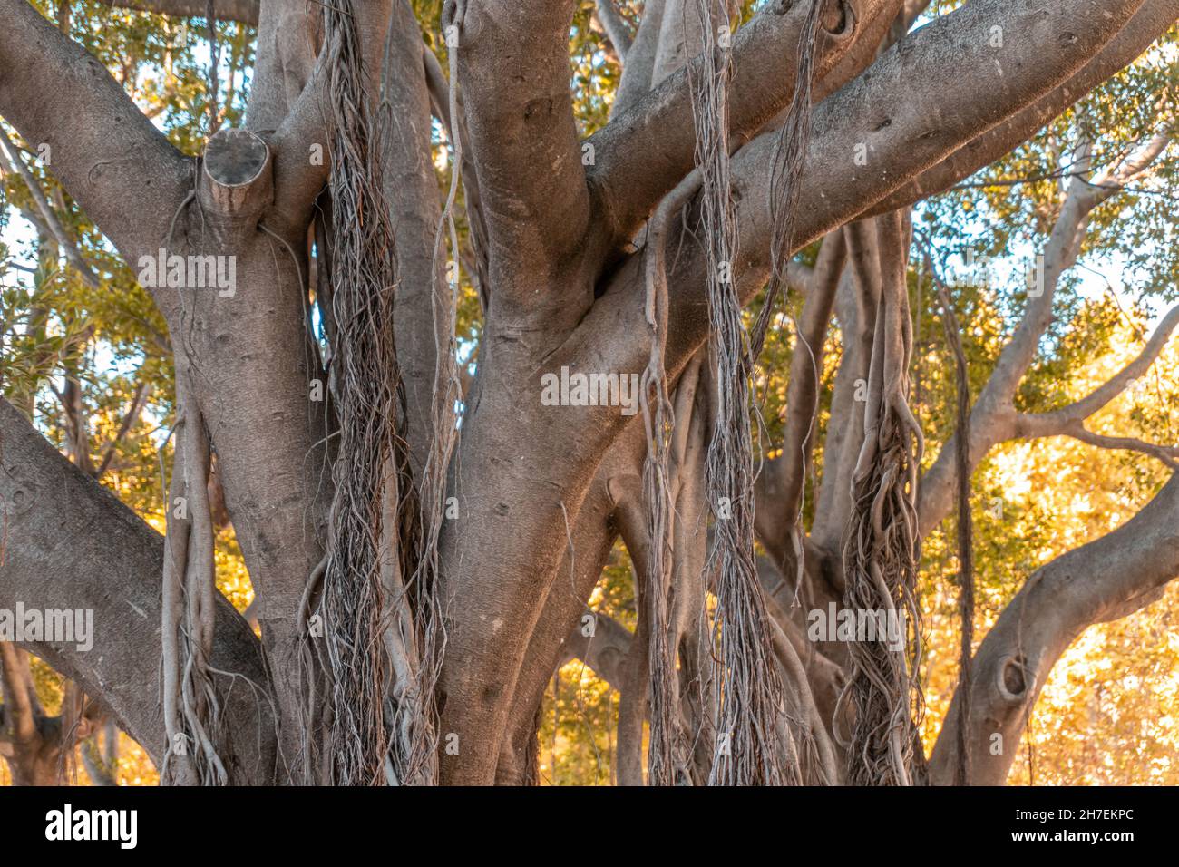 Closeup shot of the roots of the Ficus Benjamina tree Stock Photo - Alamy