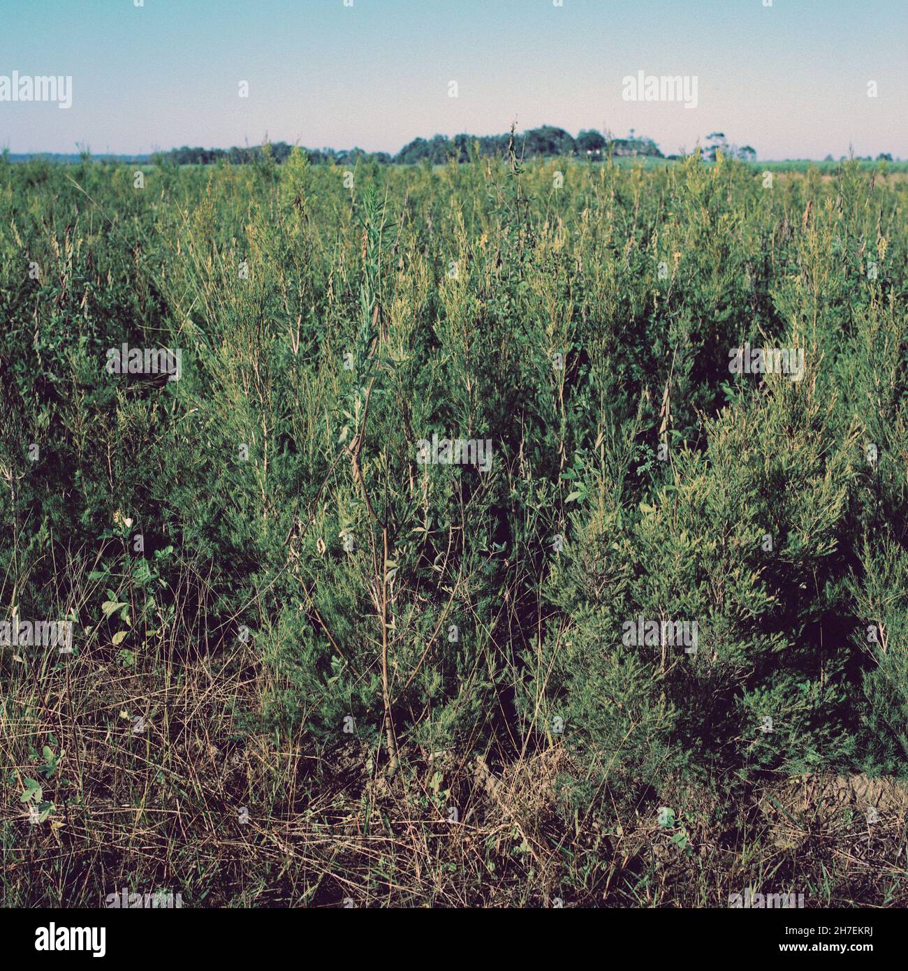 Field of tea trees oil bushes, Queensland, Australia Stock Photo - Alamy