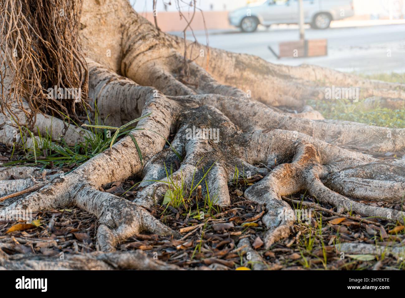 Ficus benjamina tree roots hi-res stock photography and images - Alamy