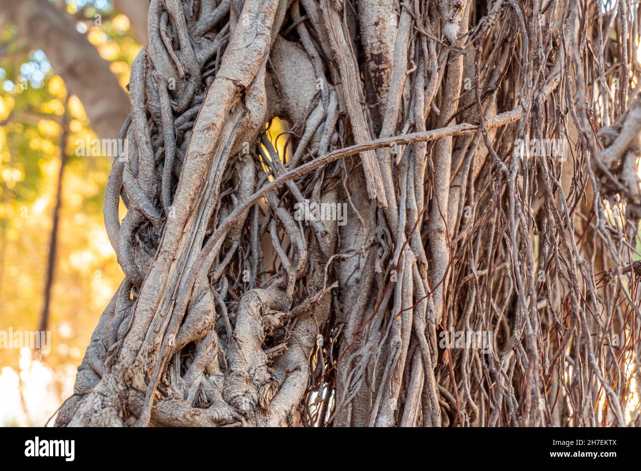 Ficus benjamina tree roots hi-res stock photography and images - Alamy