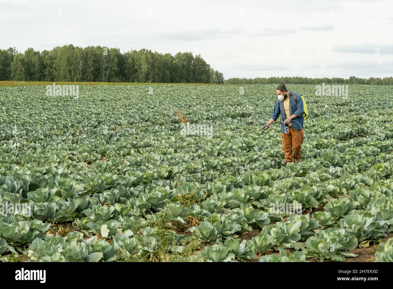 Man in respirator walking along cabbage field and using backpack ...